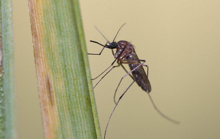 Mosquitoes In Santa Clarita Could Be Trouble