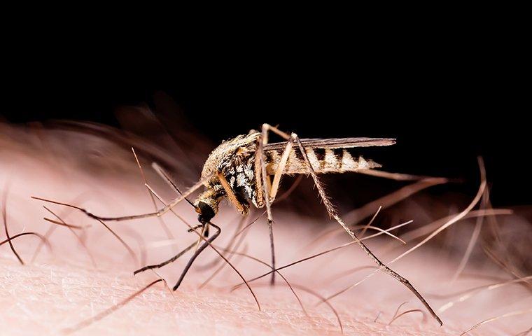 Mosquito Control Done Right For Santa Clarita Properties