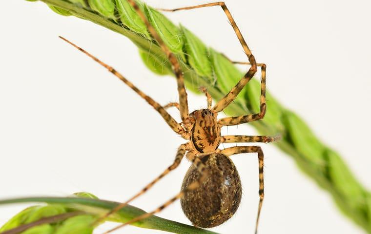 Santa Clarita's Complete Guide To House Spider Control